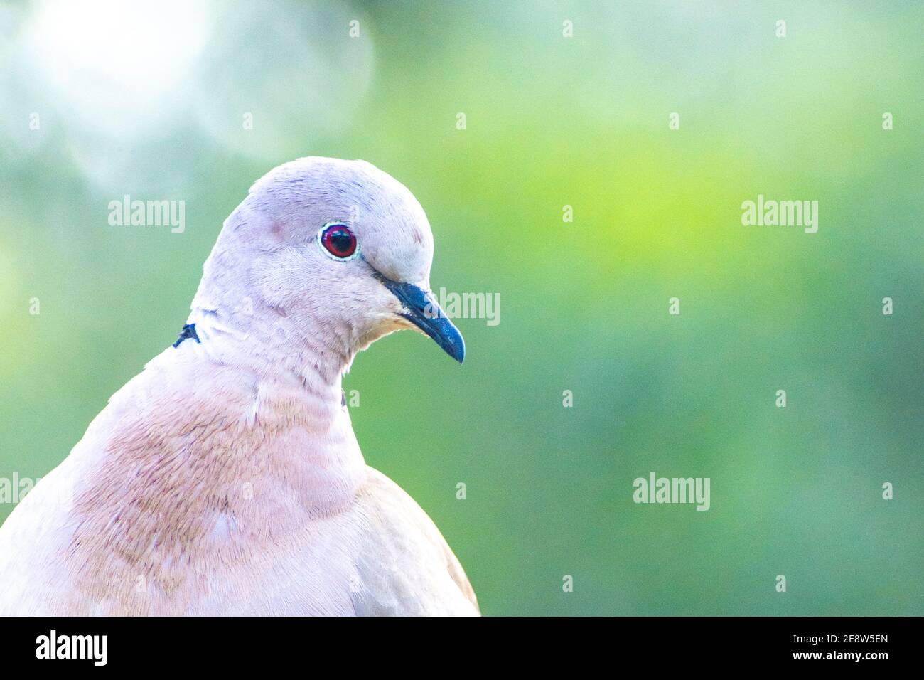 Profile of dove hi-res stock photography and images - Alamy