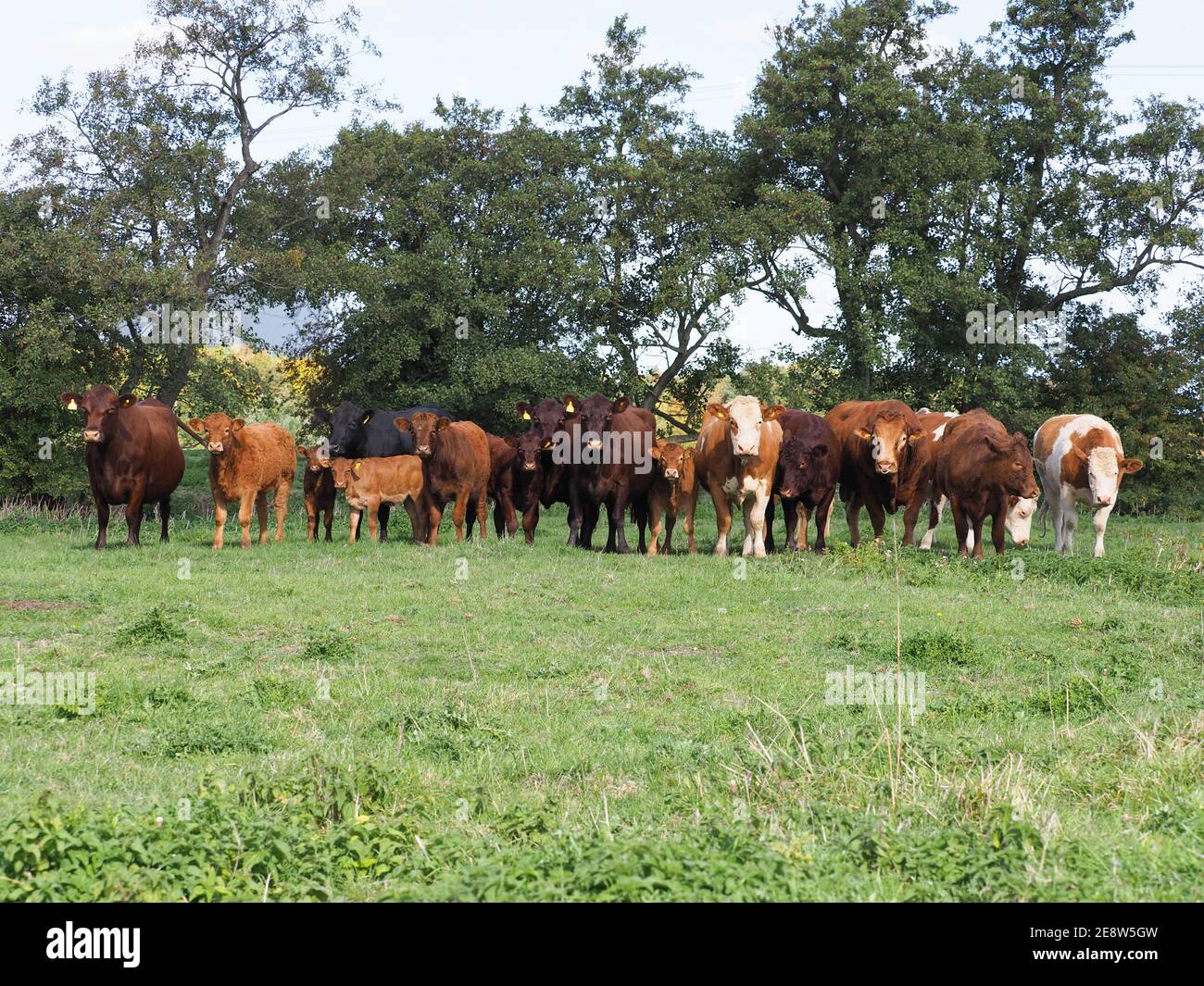Cattle hoof hi-res stock photography and images - Alamy