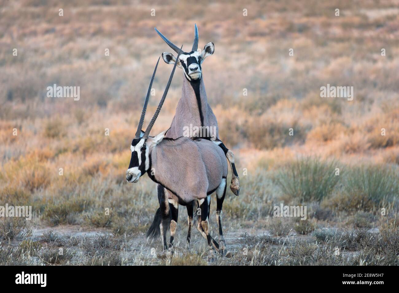 Mating antelope hi-res stock photography and images - Alamy