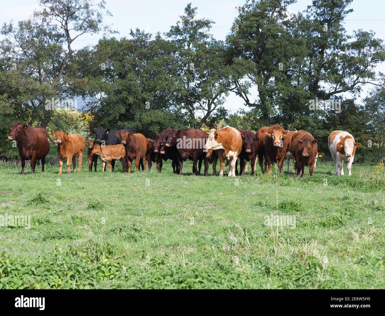 Mixed cattle herd hi-res stock photography and images - Alamy