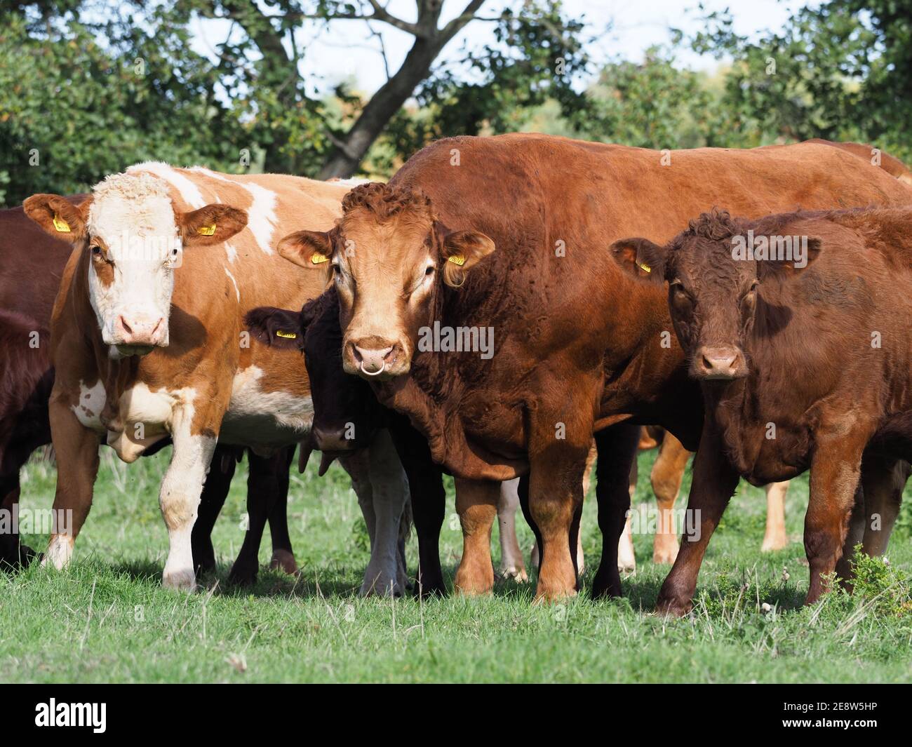 Mixed cattle herd hi-res stock photography and images - Alamy