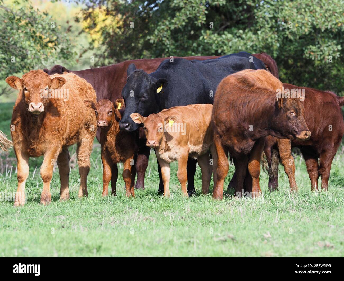 Cattle hoof hi-res stock photography and images - Alamy