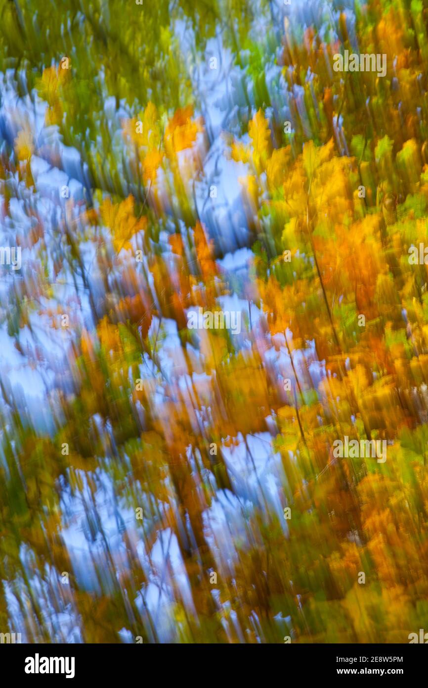 Bosque de altube hi-res stock photography and images - Alamy