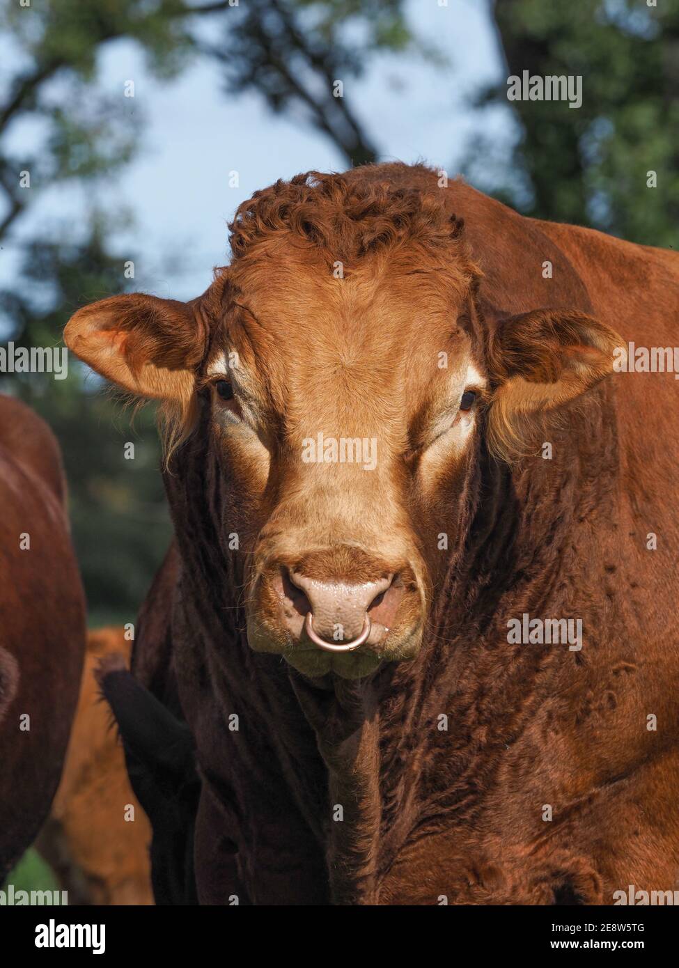 A head shot of a large Red Poll bull with a ring through his nose Stock ...