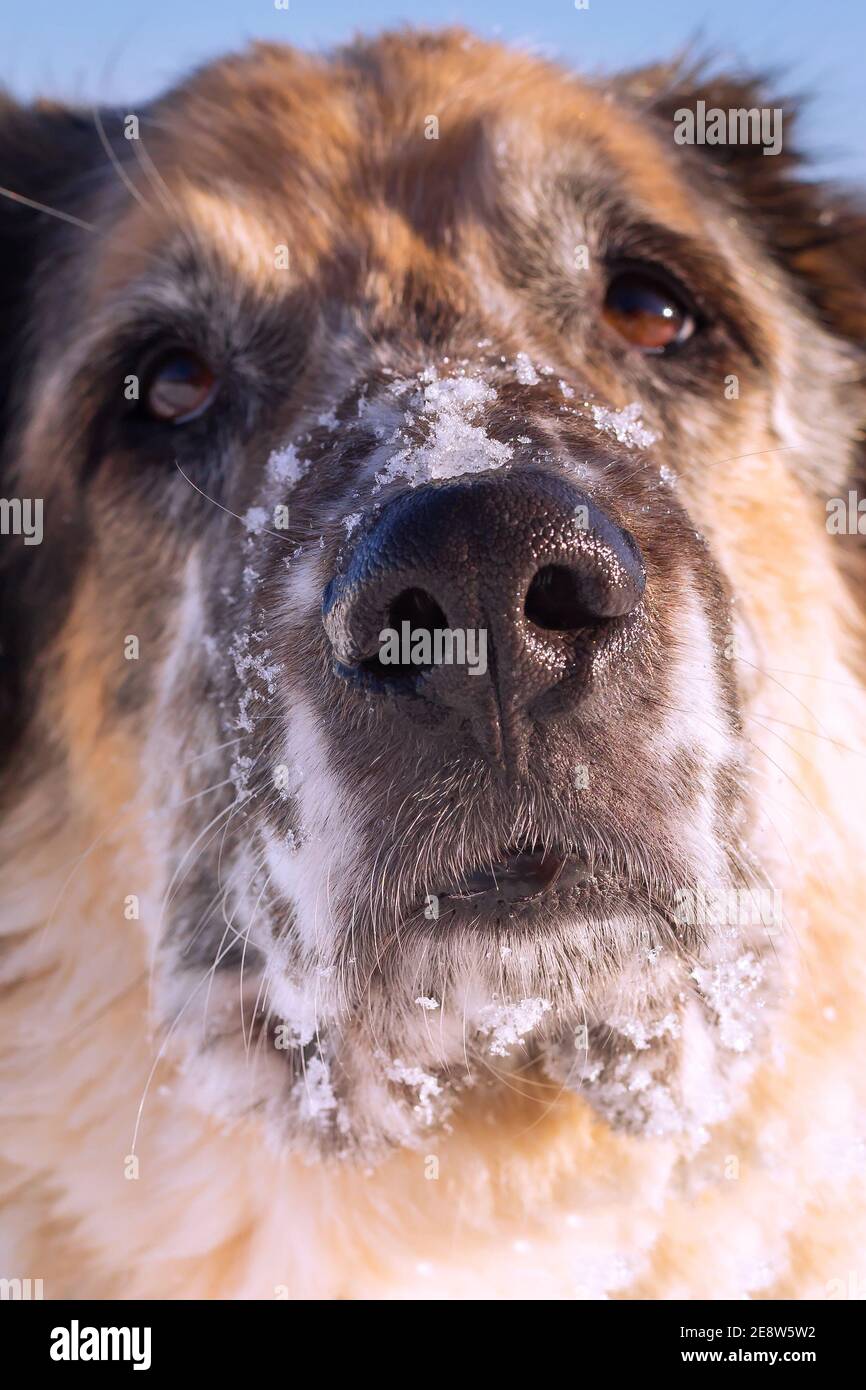 Dog snow covered face, focus on nose, portrait close-up Stock Photo - Alamy