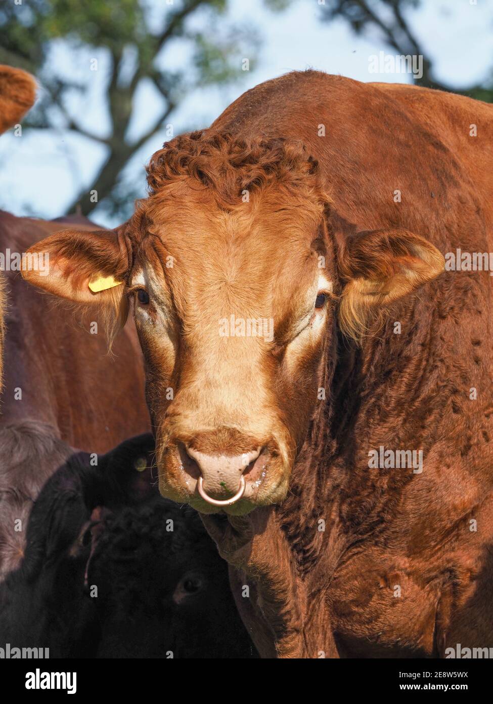A head shot of a large Red Poll bull with a ring through his nose Stock ...