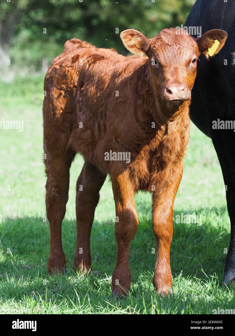 Bovine cow steer bull calf hi-res stock photography and images - Alamy