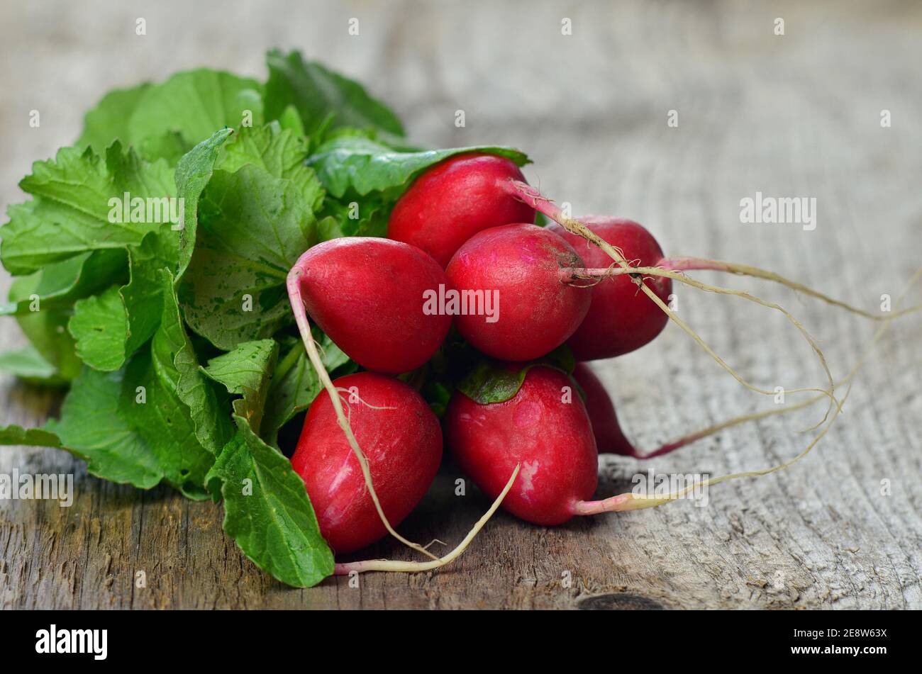 Bunch of organic red radishes with green leaves in one line on a gray ...