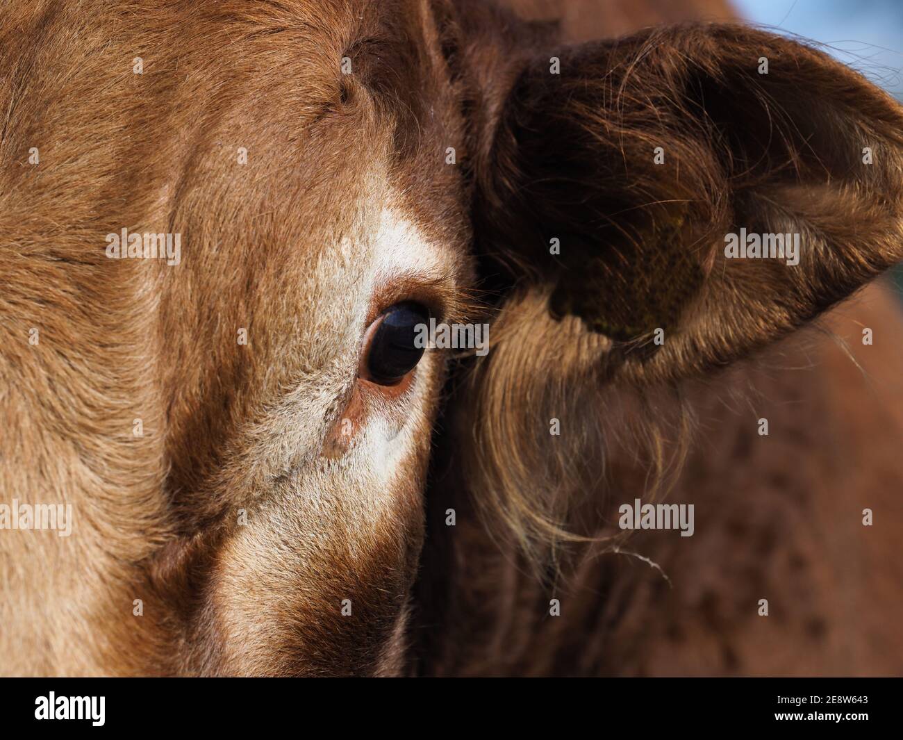 A close up of the side of a bulls face showing his eye and ear with tag ...