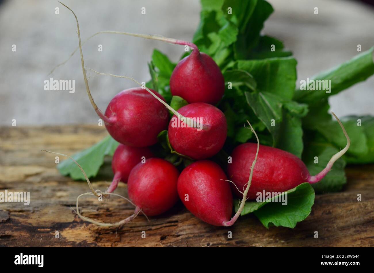 Bunch of organic red radishes with green leaves in one line on a gray ...