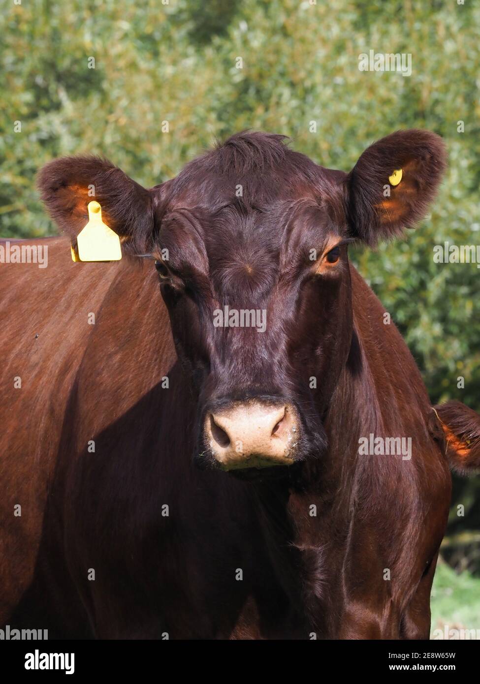 Red poll cow hi-res stock photography and images - Alamy
