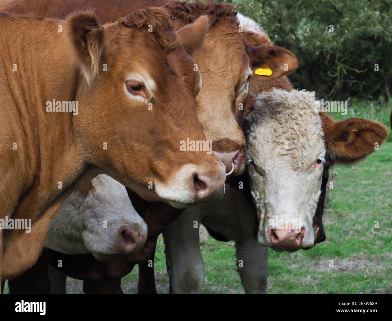 A mixed herd of cows and bulls Stock Photo - Alamy