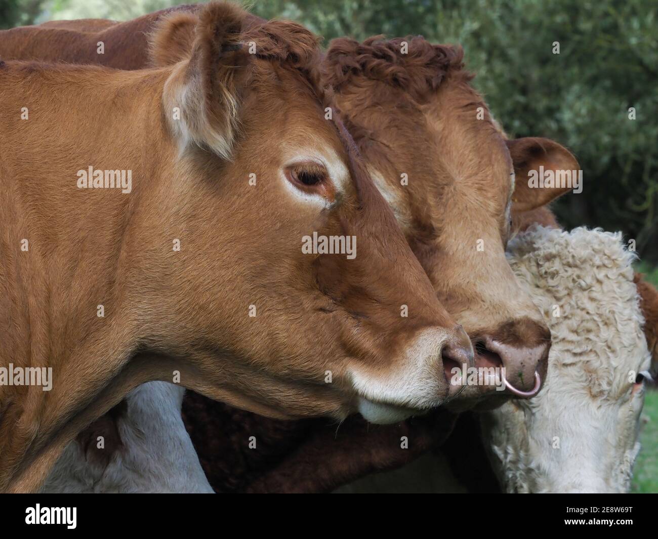 A mixed herd of cows and bulls Stock Photo - Alamy