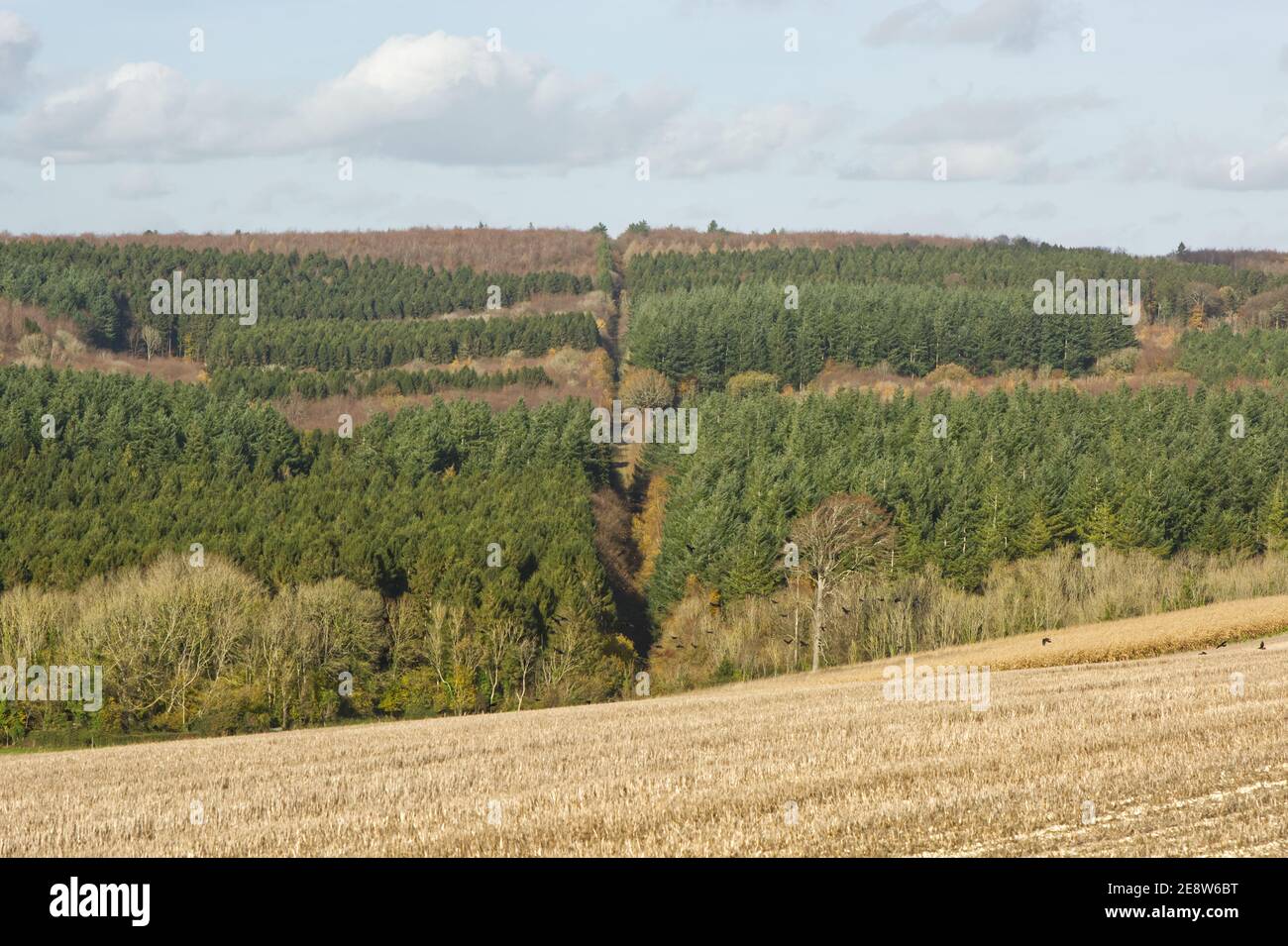 Halnaker trees hi-res stock photography and images - Alamy