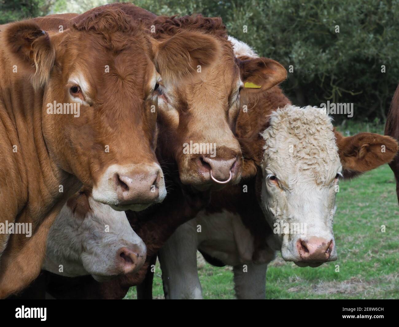 A mixed herd of cows and bulls Stock Photo - Alamy