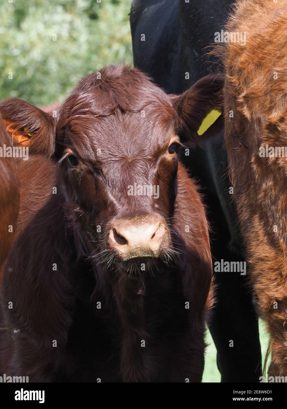 A headshot of a rare breed Red Poll calf Stock Photo - Alamy
