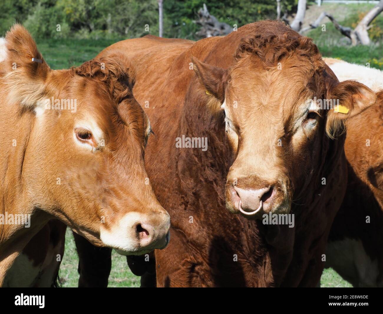 A mixed herd of cows and bulls Stock Photo - Alamy