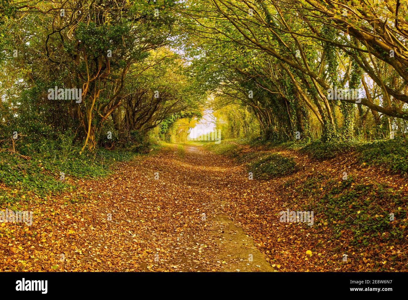 Sunken footpath with overhanging trees forming a tunnel at Halnaker ...