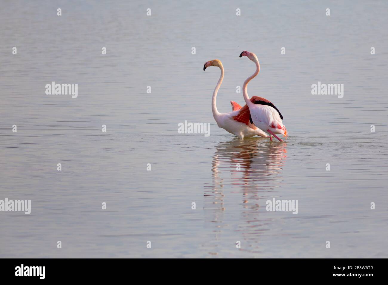 Phoenicopterus rose hi-res stock photography and images - Alamy