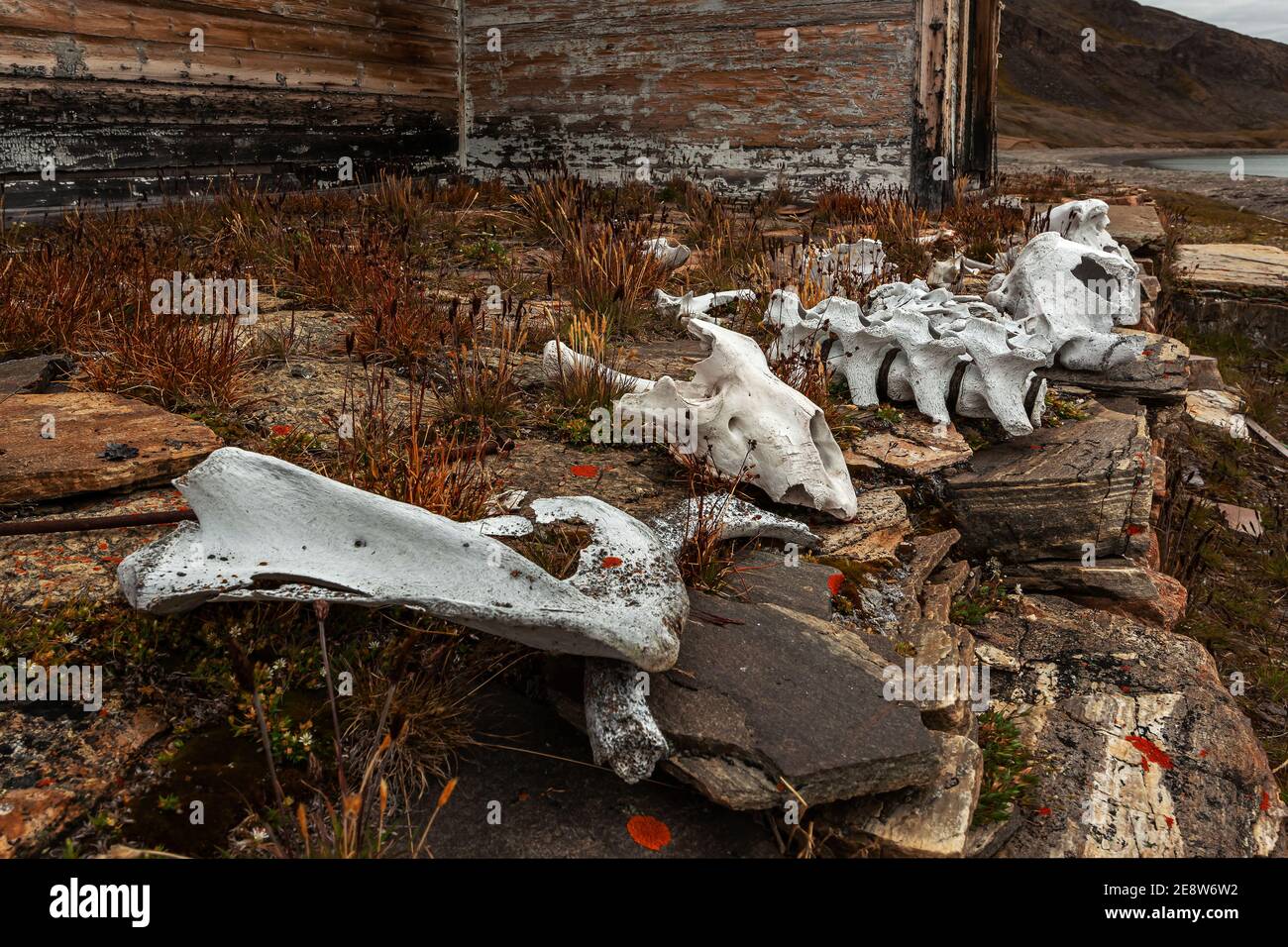 Whale vertebrae whale bone hi-res stock photography and images - Alamy