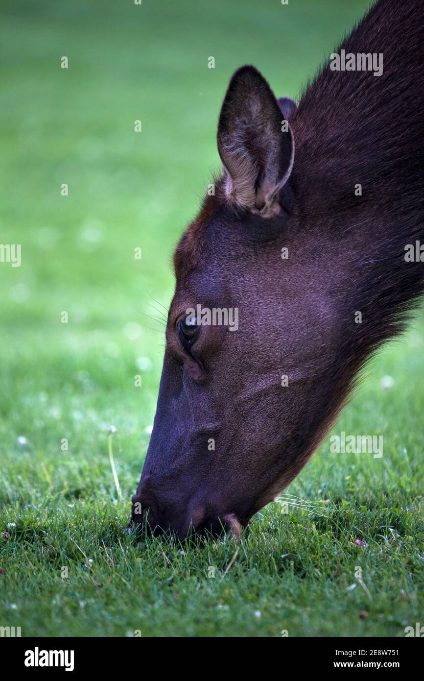 North american mammoth hi-res stock photography and images - Alamy