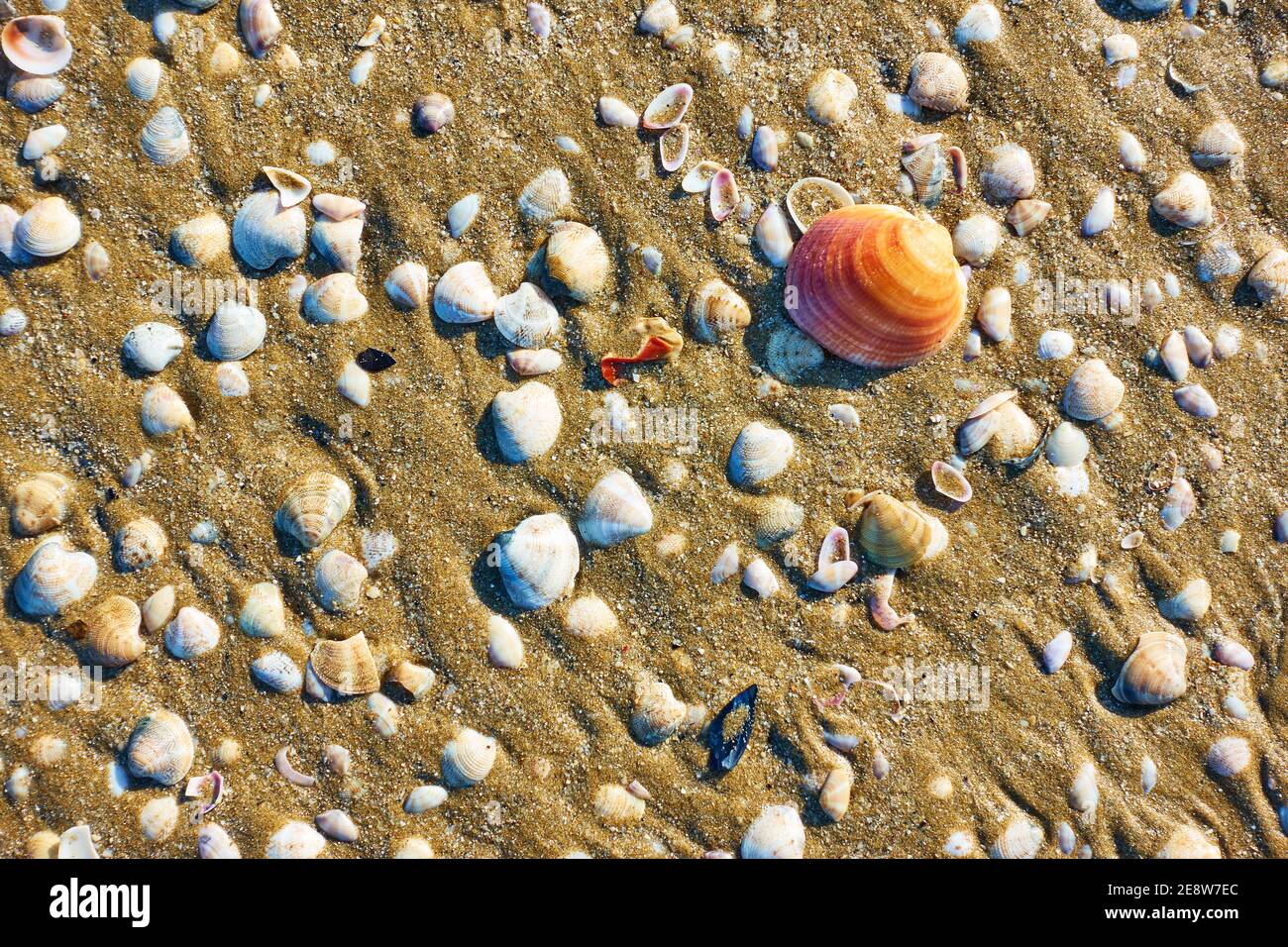 Sea shells on sandy beach in Rimini, Italy Stock Photo - Alamy