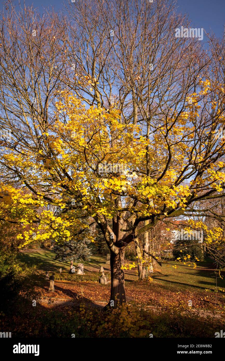 Ahornbaum herbst im hi-res stock photography and images - Alamy