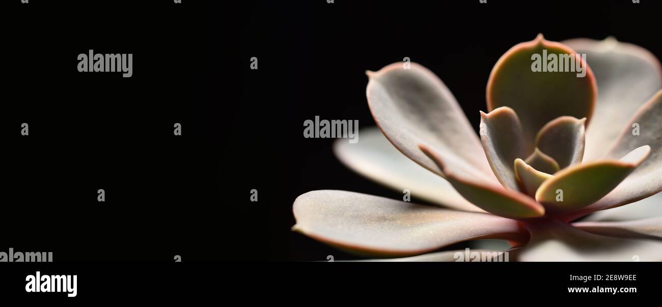 Succulent plant on black background, closeup side view with text space ...