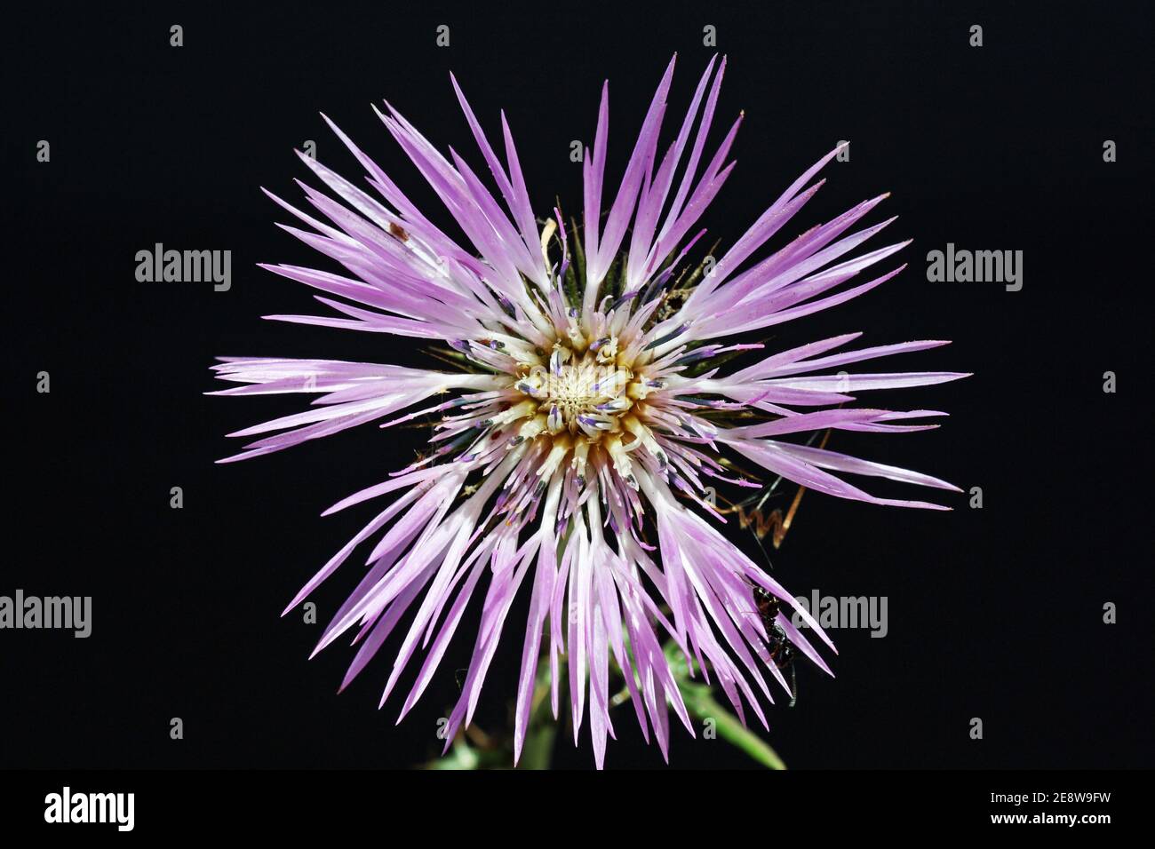 Ringdistel hi-res stock photography and images - Alamy