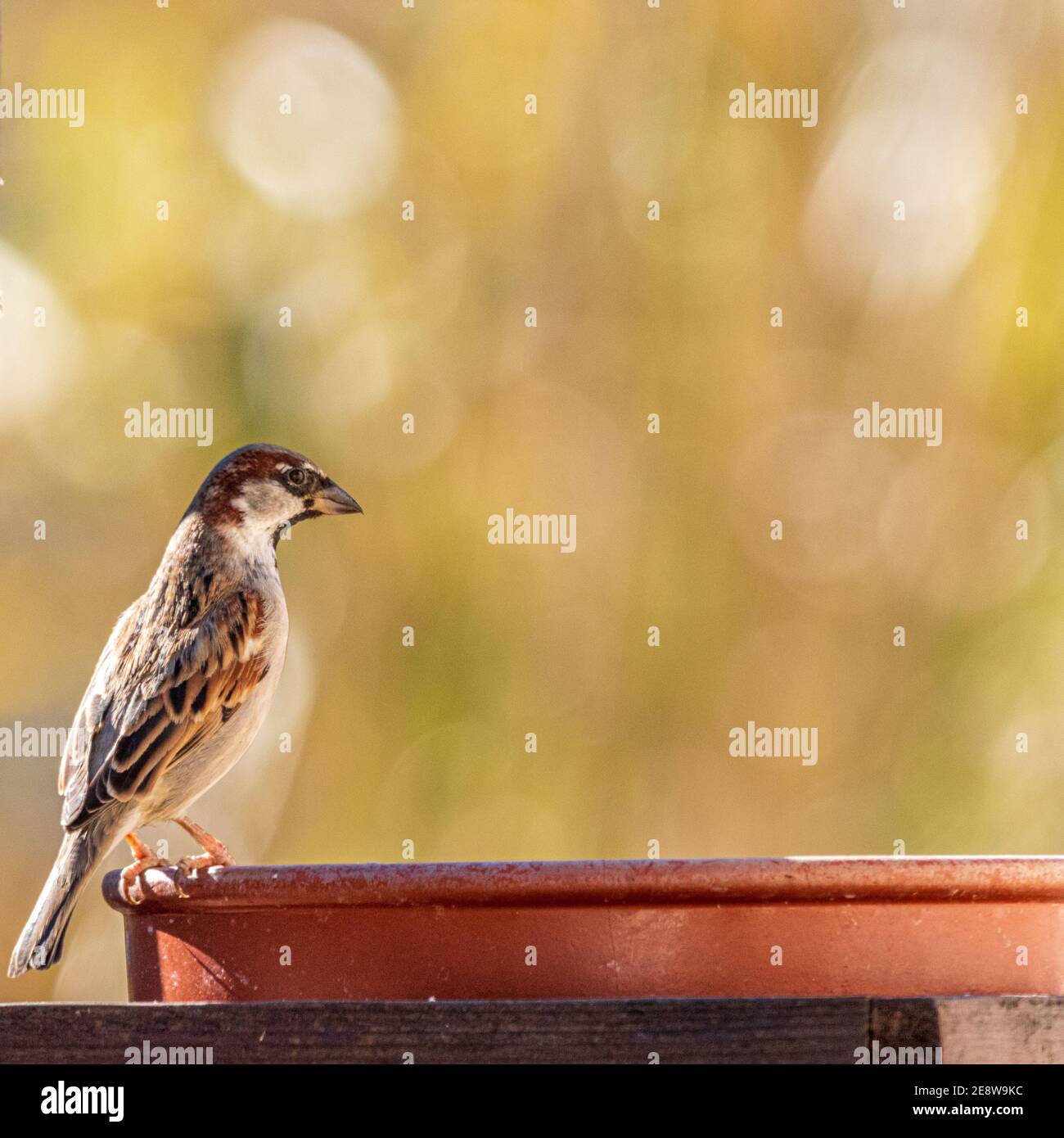 Passer domesticus p domesticus hi-res stock photography and images - Alamy