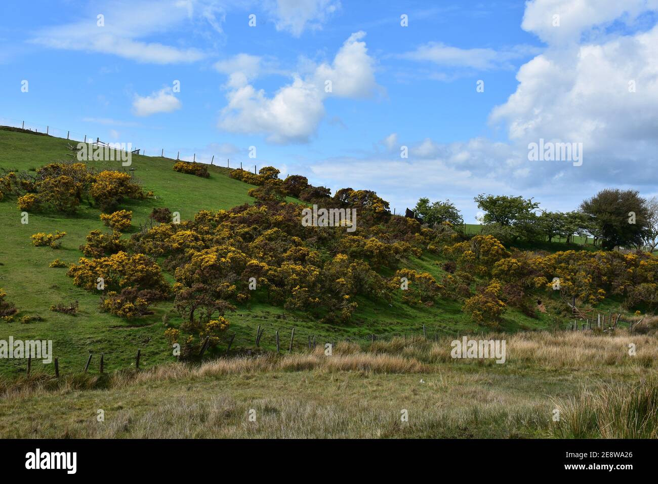 Scenic rural English field with gorse growing on a hill Stock Photo - Alamy
