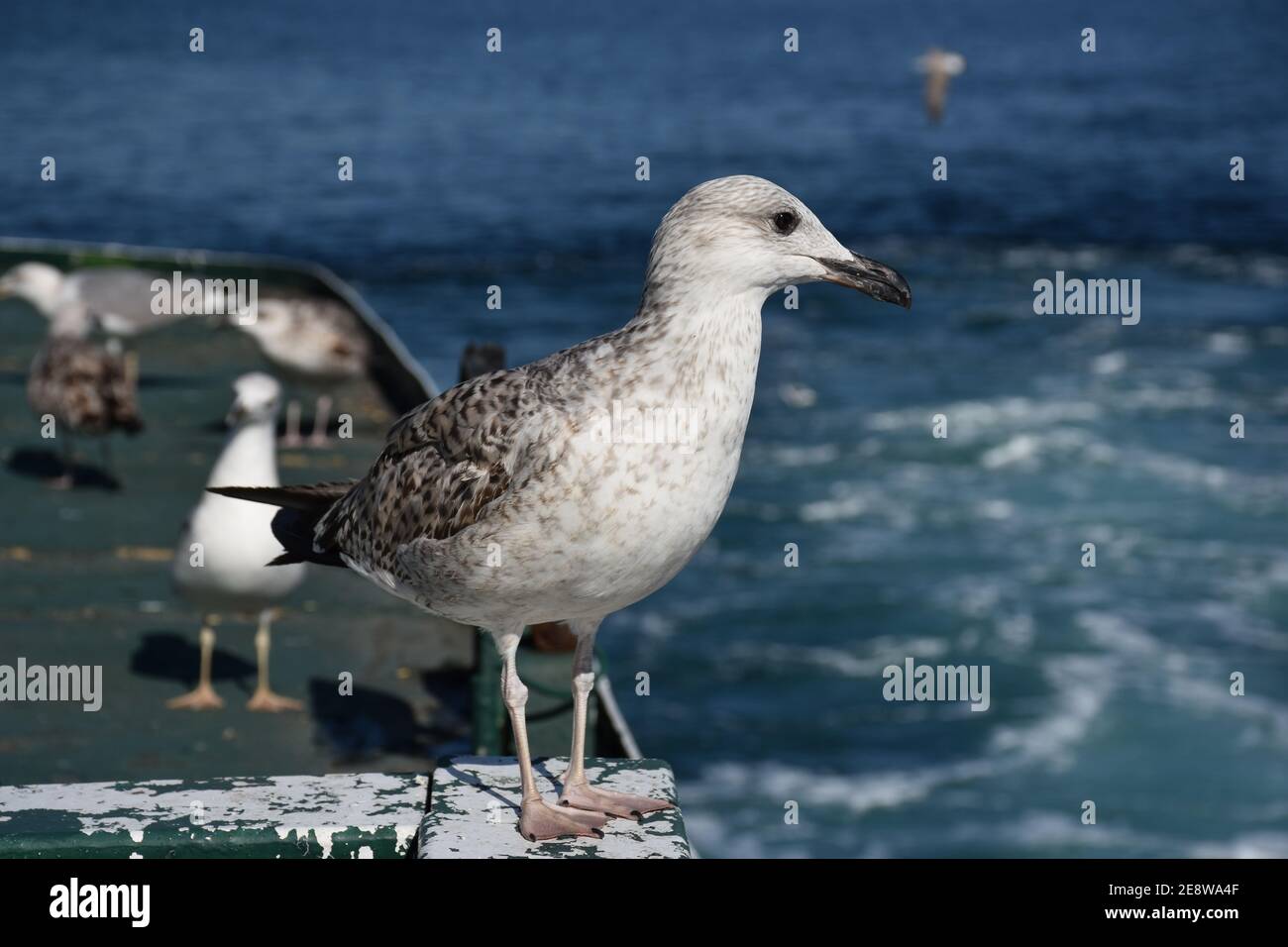 Ship wildlife hi-res stock photography and images - Alamy