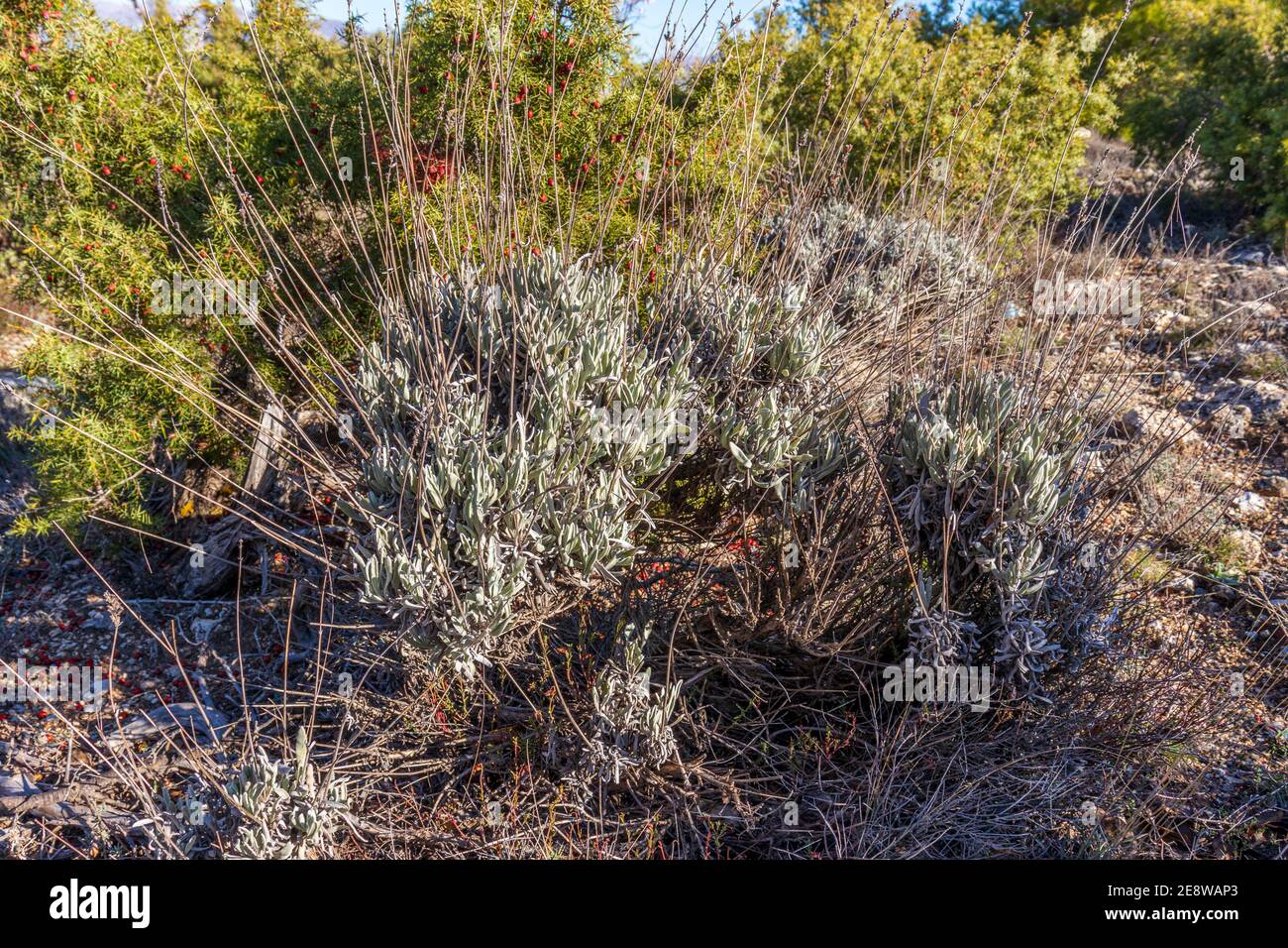 Lavandula lanata, Woolly Lavender Plant Stock Photo - Alamy