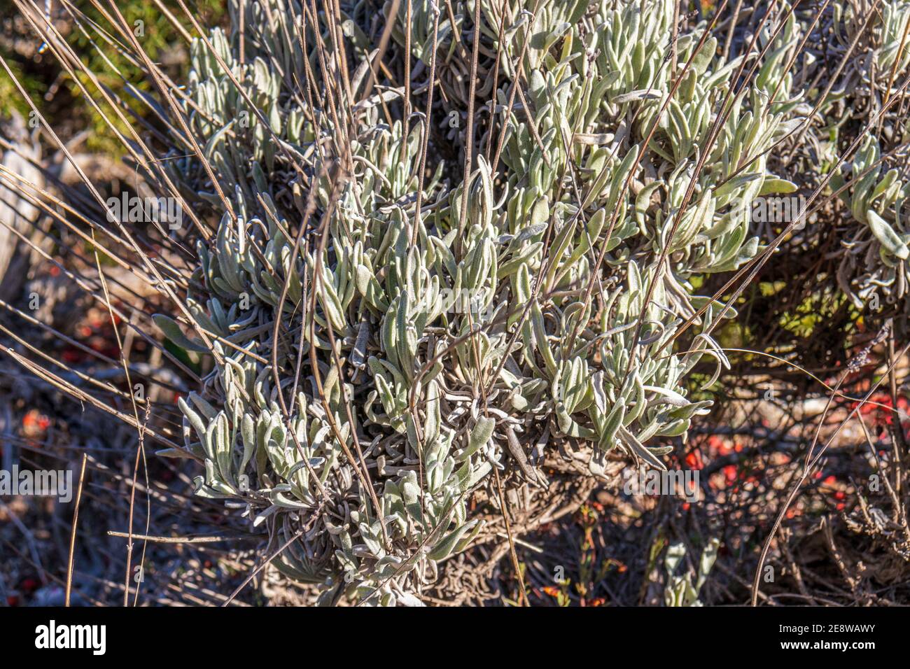 Lavandula lanata, Woolly Lavender Plant Stock Photo - Alamy