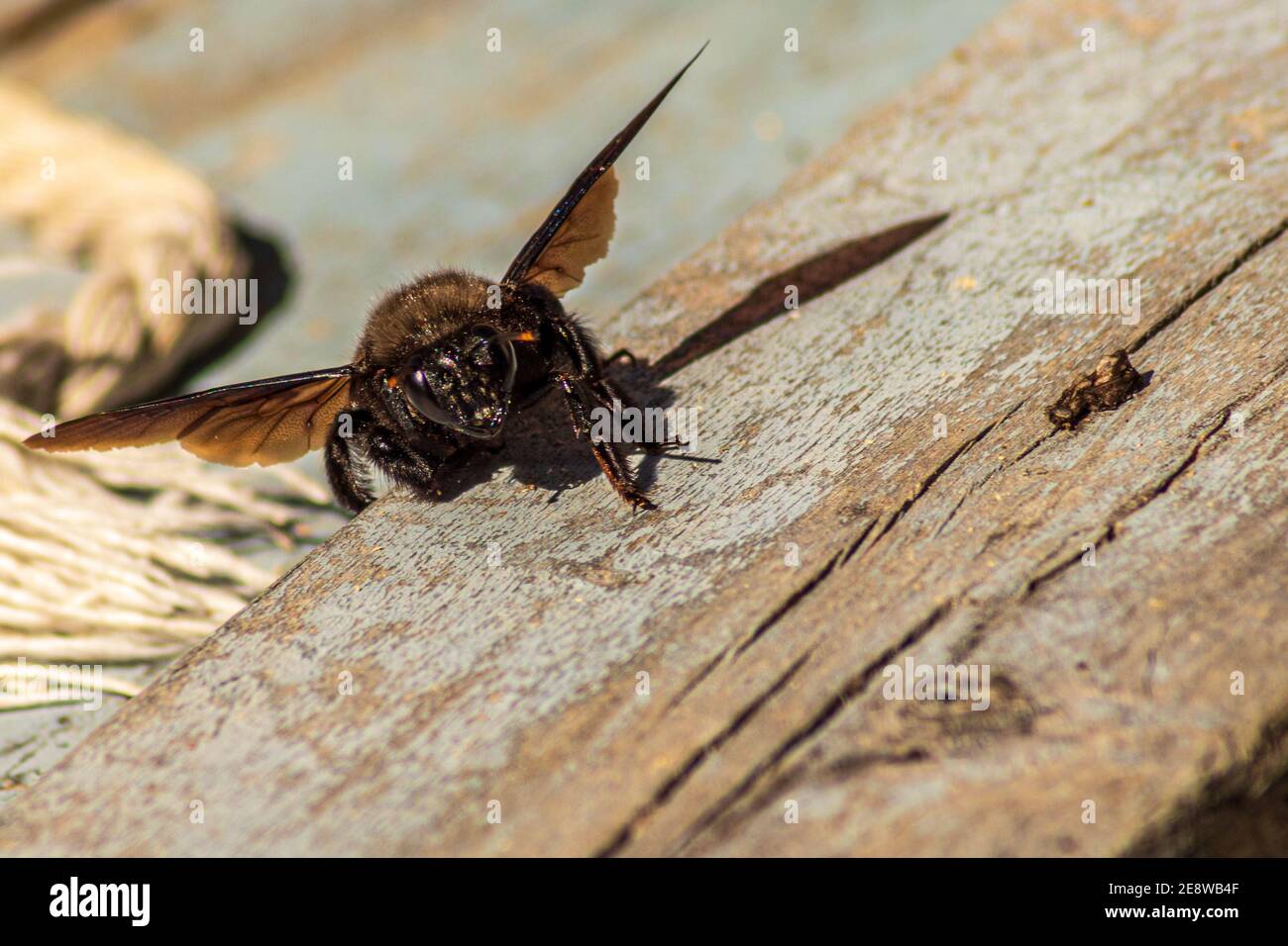 Xylocopa violacea, Violet Carpenter Bee at Rest Stock Photo - Alamy