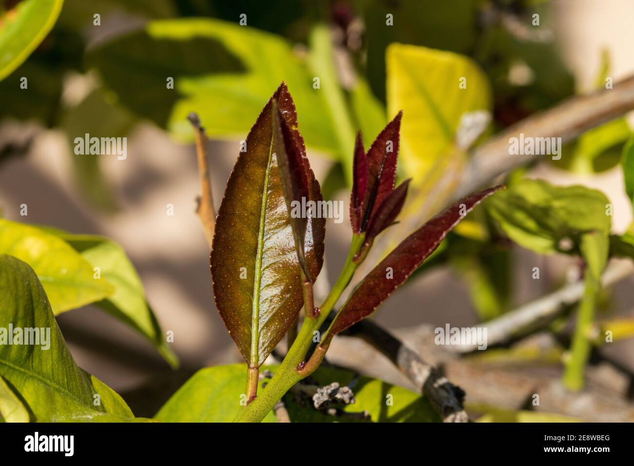 Lemon Tree With Basin Artificial Lemon Tree Artificial Potted Flowers