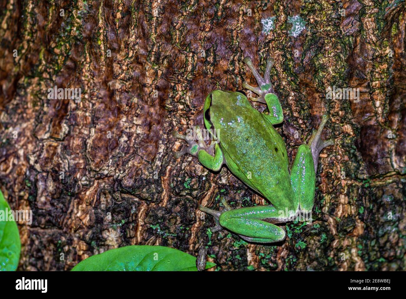 Green frog wooden frog in the wild Stock Photo - Alamy