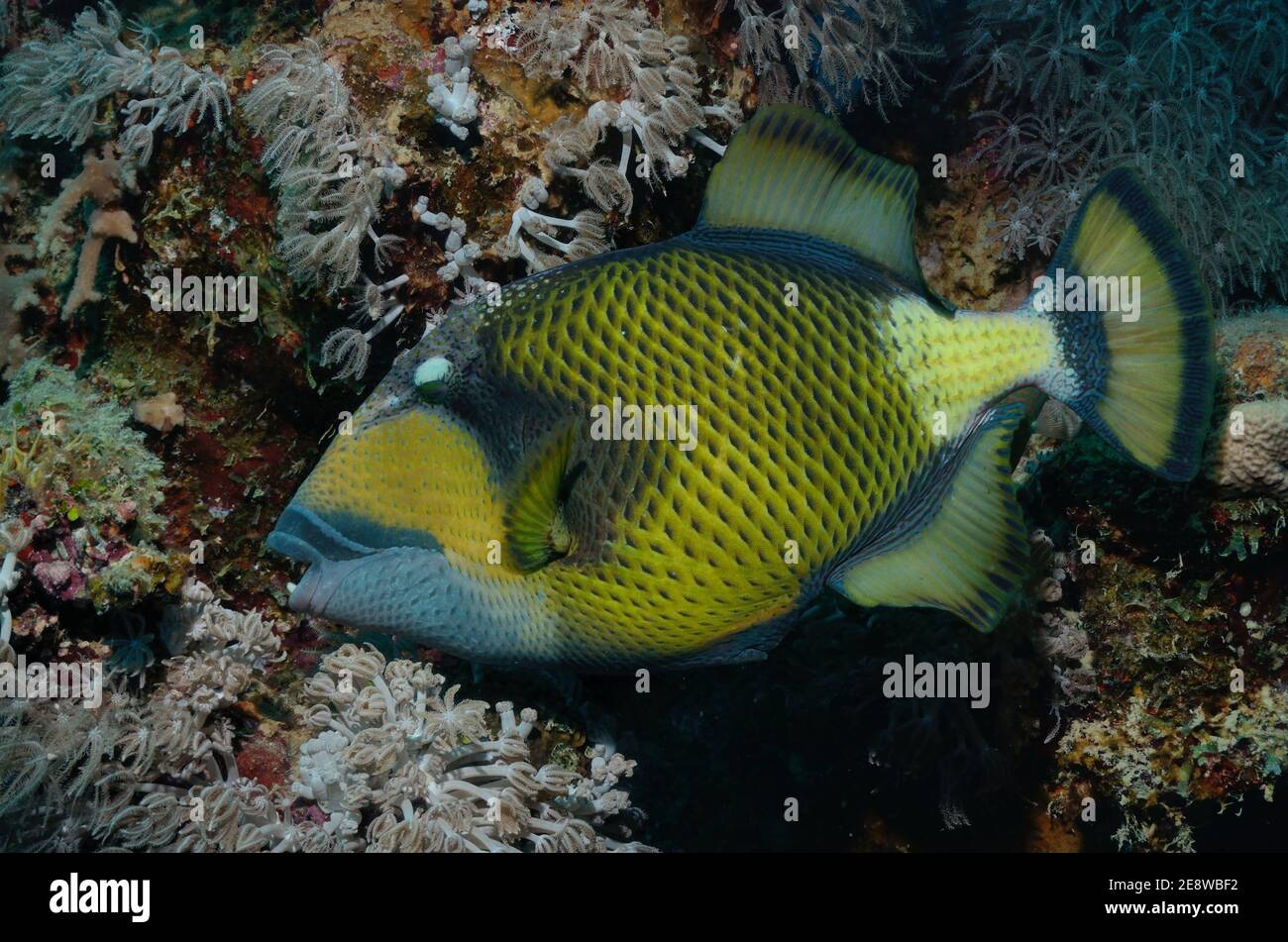 Balistoides viridescens, giant triggerfish, titan triggerfish, Riesen ...