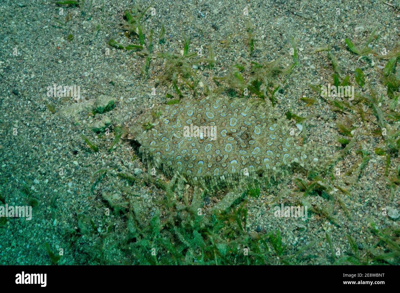 Bothus pantherinus, leopard flounder, Pantherbutt, Utopia Beach, Red ...