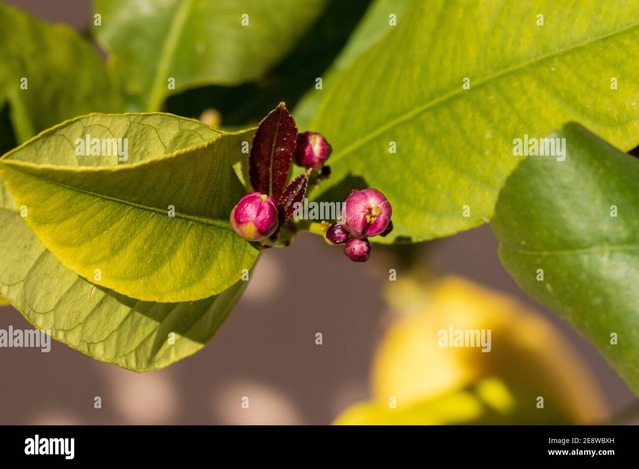 Lemon Tree Flowers High Resolution Stock Photography and Images - Alamy