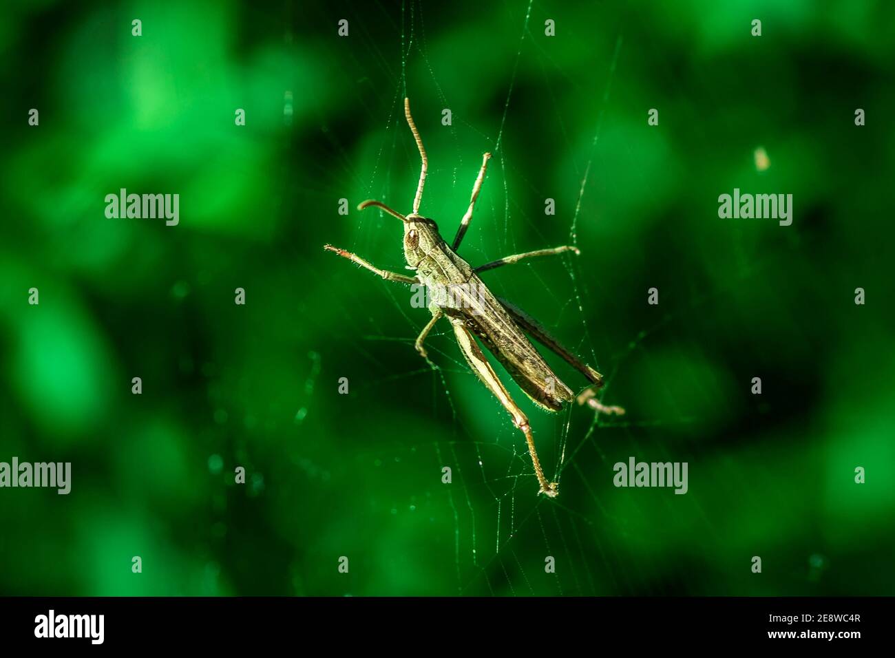 Grasshopper in spiders web hi-res stock photography and images - Alamy