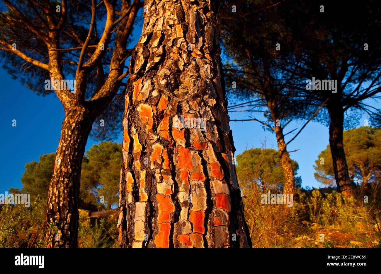 Ecosistema de pino hi-res stock photography and images - Alamy