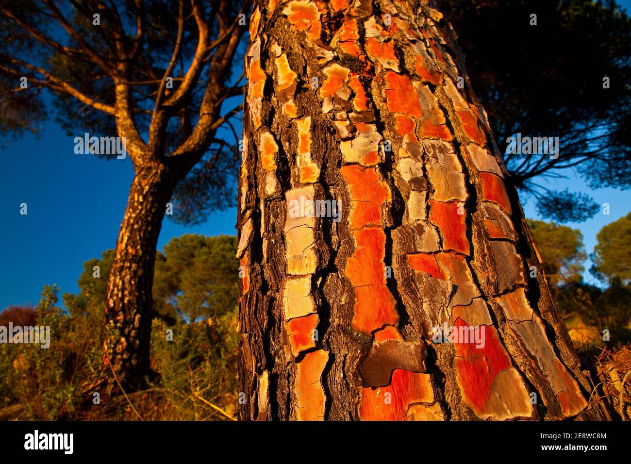 Ecosistema de pino hi-res stock photography and images - Alamy
