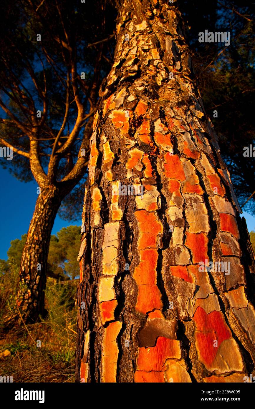 Ecosistema de pino hi-res stock photography and images - Alamy