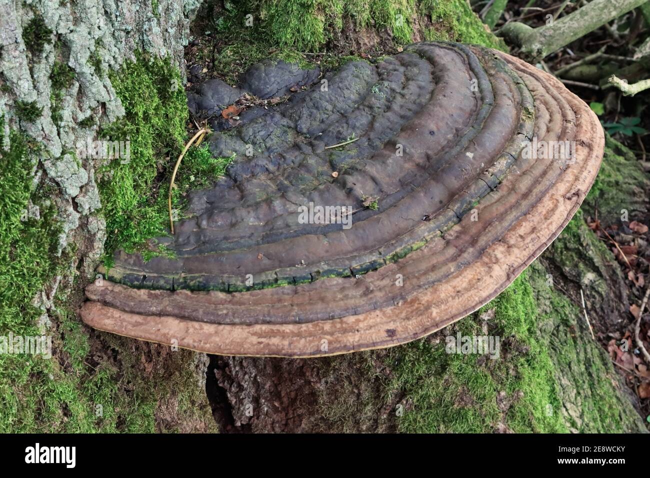 Bracket fungi growing on a tree trunk UK Stock Photo - Alamy