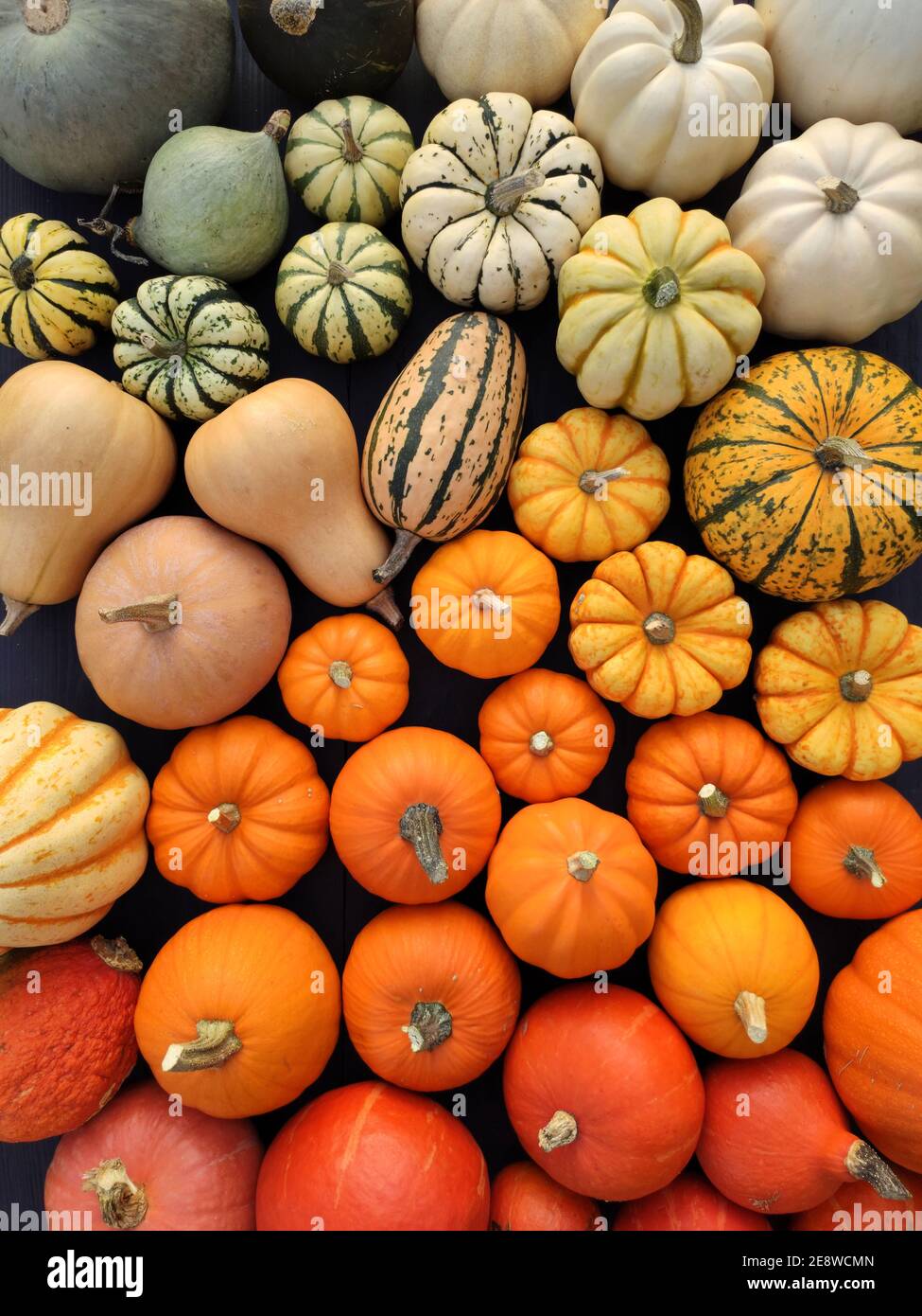 Pumpkins and squashes varieties, colorful autumn food background Stock ...