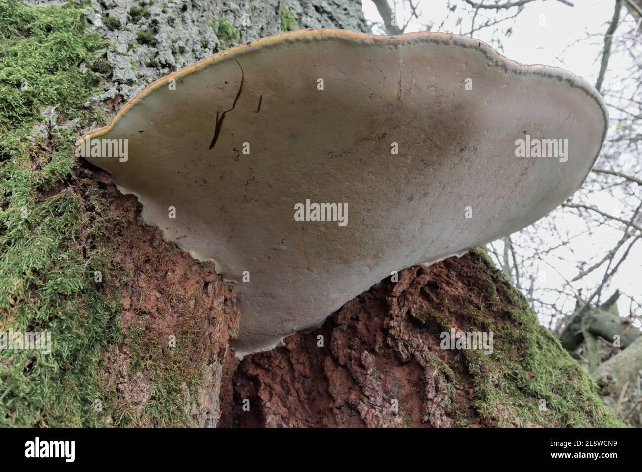Bracket fungi growing on a tree trunk UK Stock Photo - Alamy