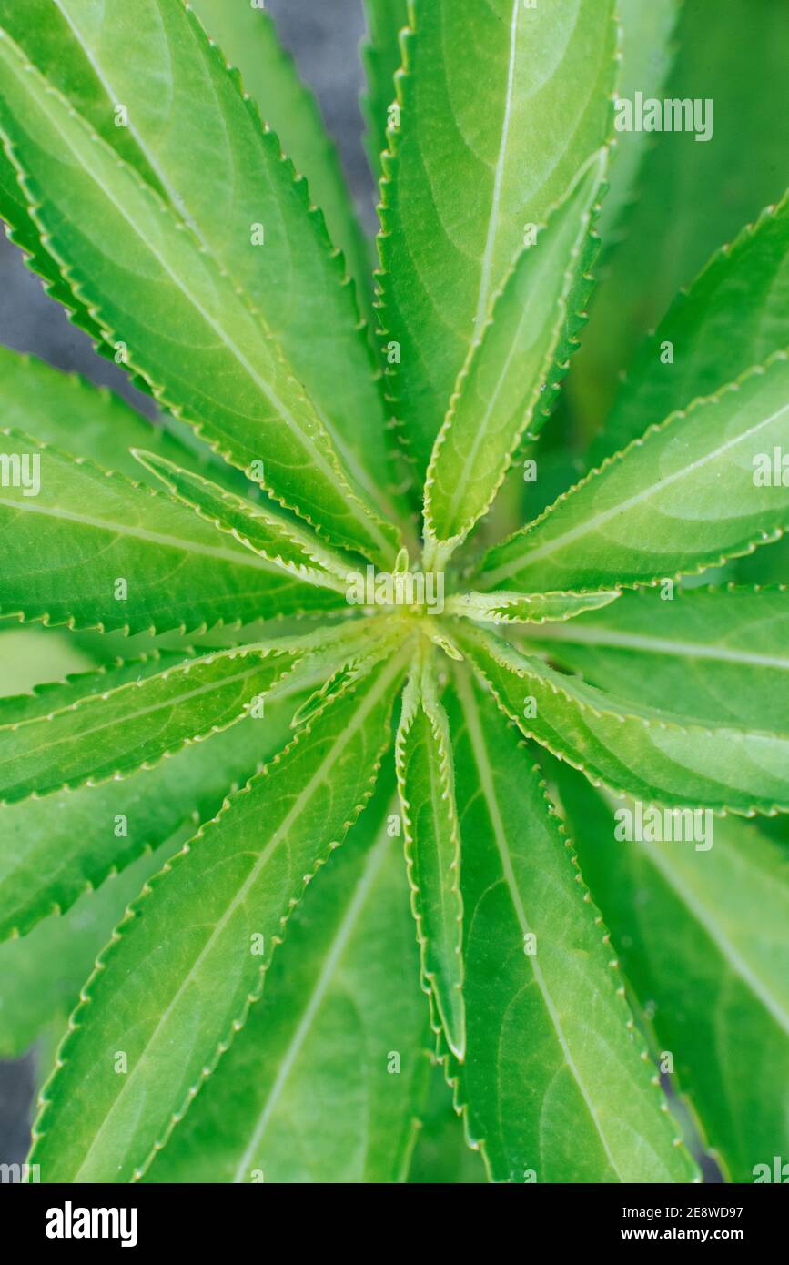 Curly leaves shrub hi-res stock photography and images - Alamy