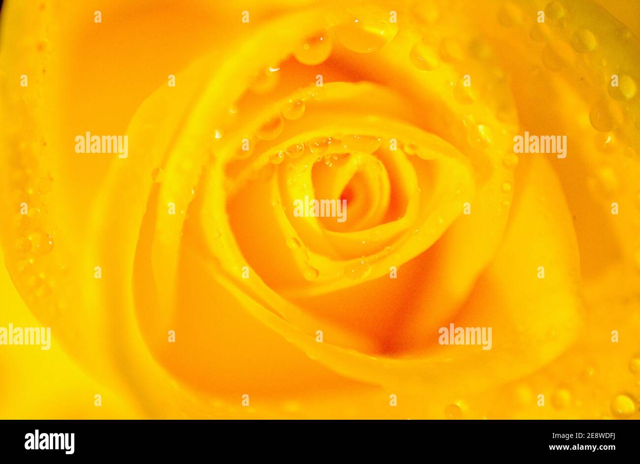 Close up photograph of summer bouquet of colourful vibrant flowers to ...