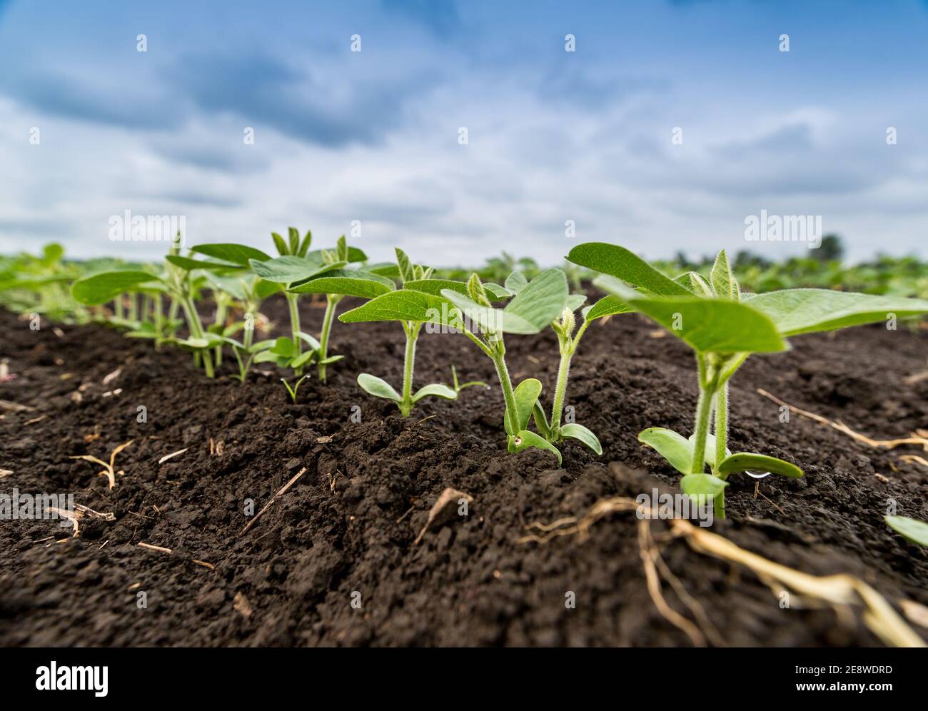 Fresh green soy plants on the field in spring. Rows of young soybean ...